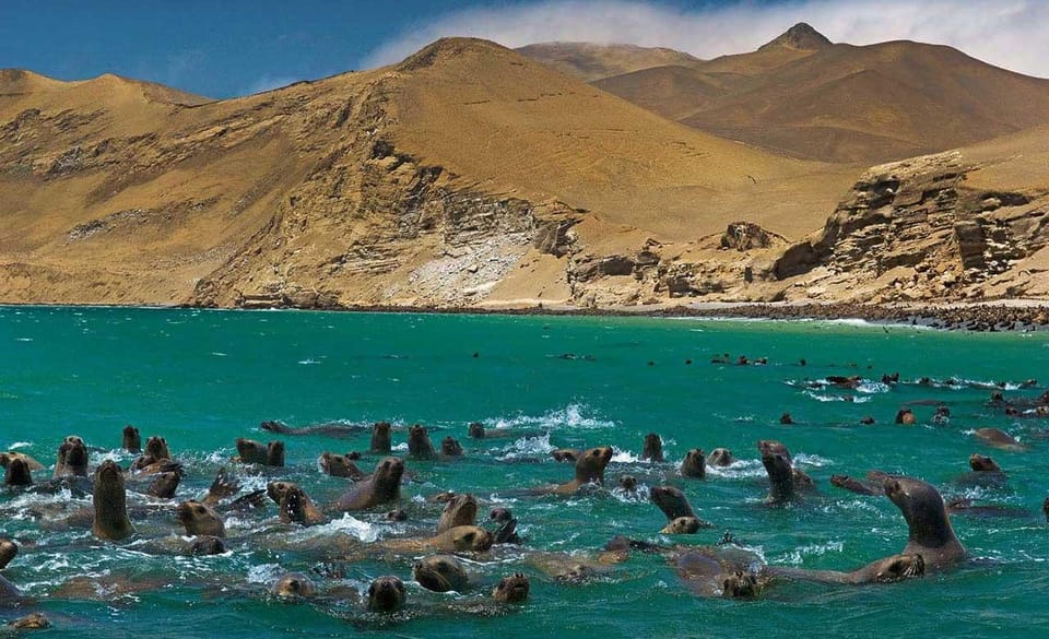 Wonders of Paracas: Ballestas Islands and National Reserve | GetYourGuide