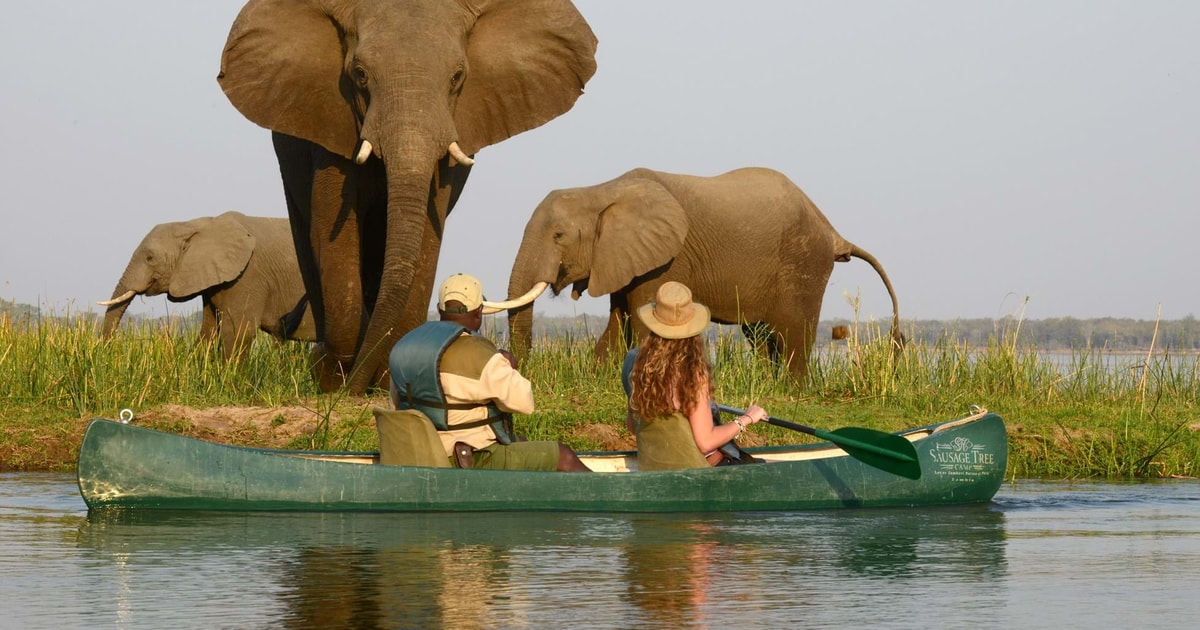 7-dniowa migracja wielkich gnu z wędrówką kulturalną | GetYourGuide