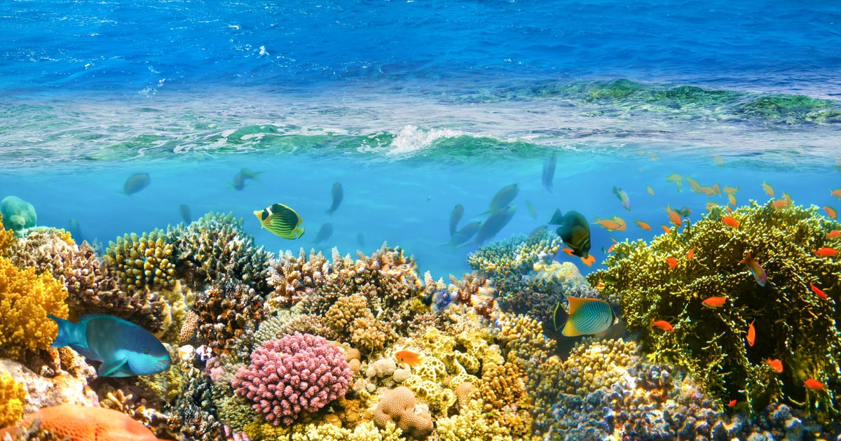 Sharm El Sheij: Crucero en barco de lujo con snorkel y almuerzo ...
