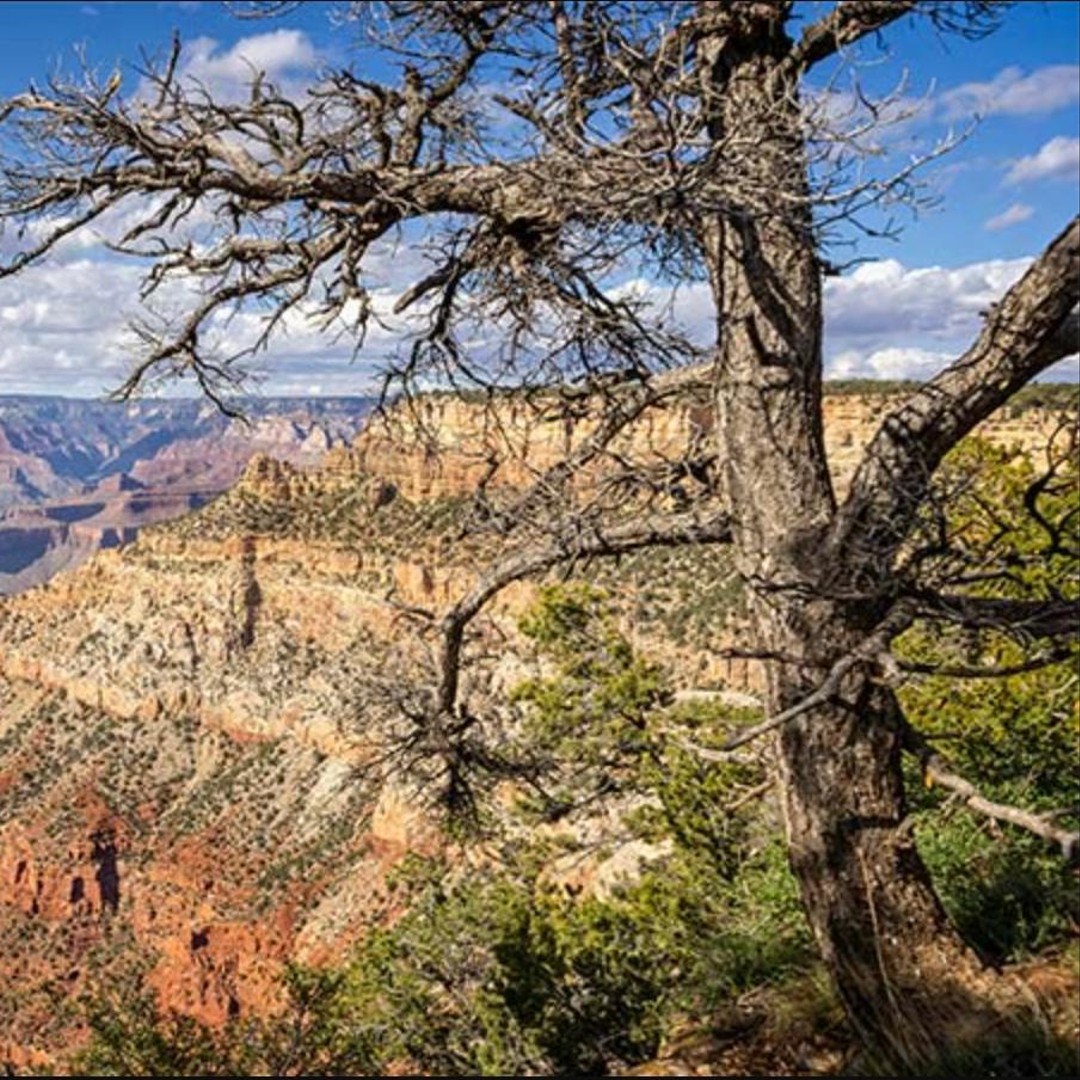 Tusayan: Grand Canyon National Park Off Road Journey | GetYourGuide