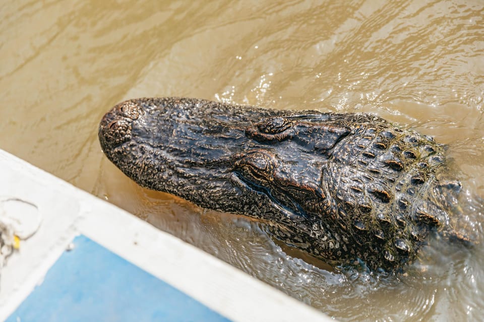New Orleans: Oplev de omkringliggende sumpe med luftbåd | GetYourGuide