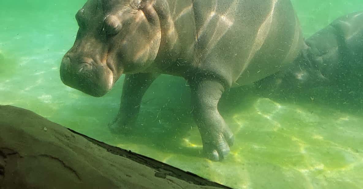 PEREIRA: FULL DAY AT UKUMARI BIOPARK WITH LUNCH | GetYourGuide