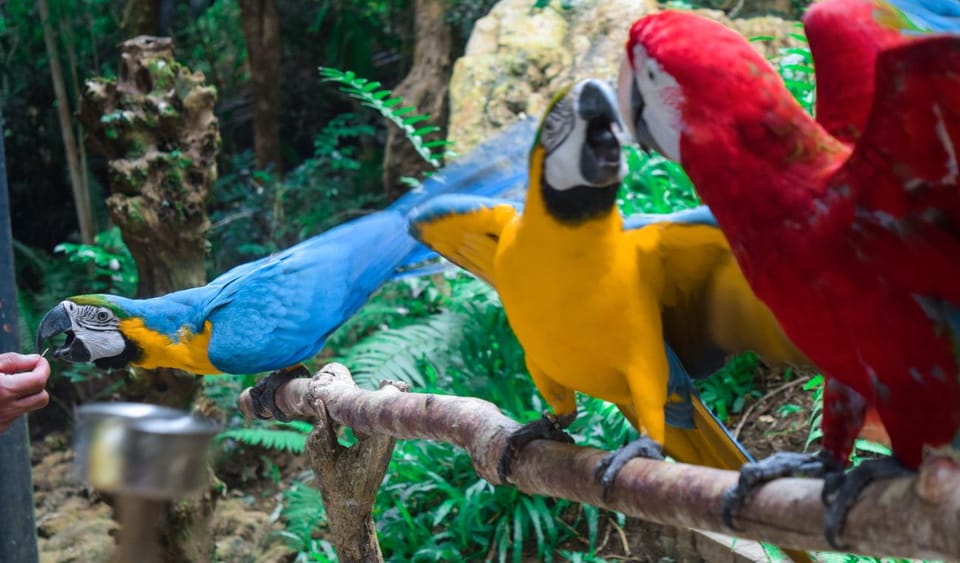 Cebu:Cebu Safari Adventure Park Day Trip | GetYourGuide