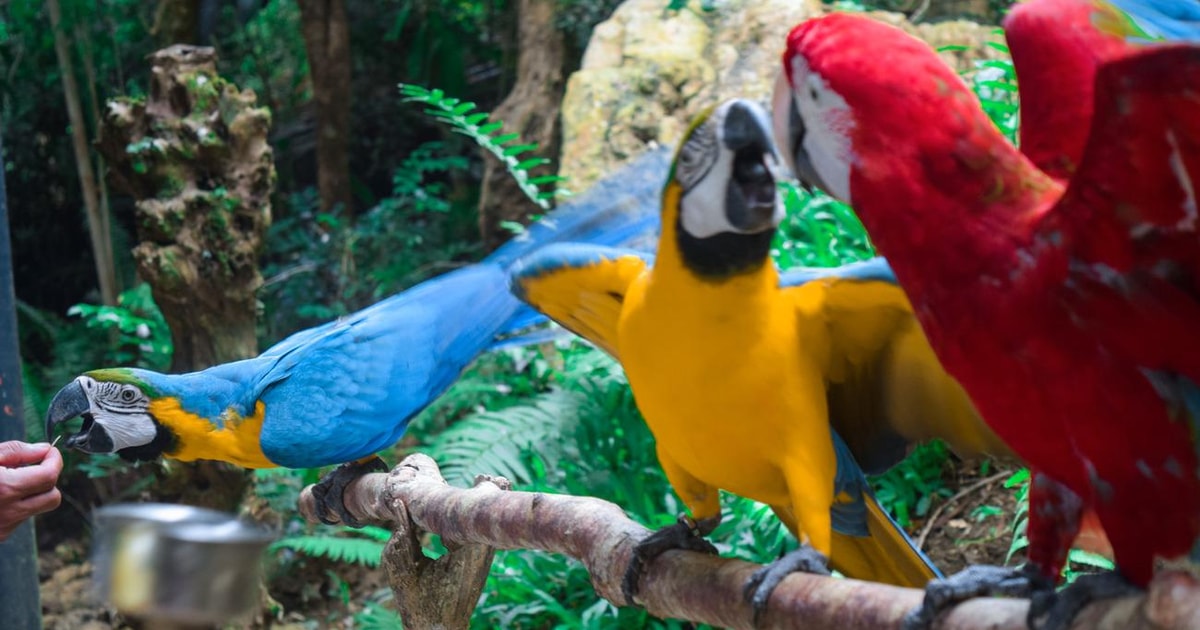 Cebu:Cebu Safari Adventure Park Day Trip | GetYourGuide