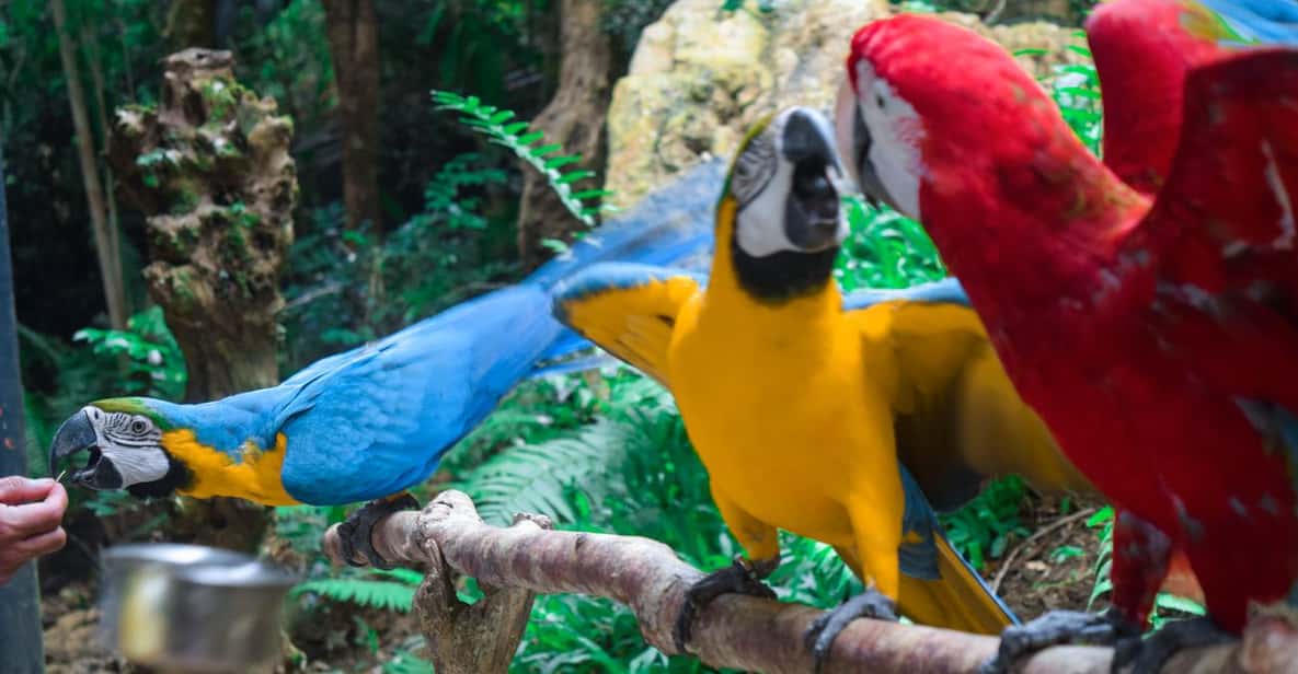 Cebu:Cebu Safari Adventure Park Day Trip | GetYourGuide