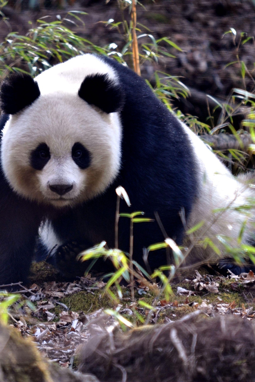 Leshan Grand Buddha Scenic Area and Panda Park Day Tour | GetYourGuide