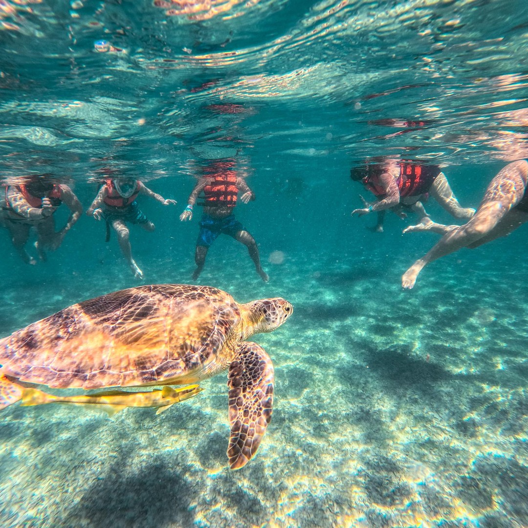 Akumal: ingresso al parco Tsuuk e tour di snorkeling con le tartarughe | GetYourGuide