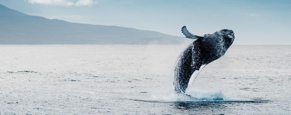 Hermanus Walvissen kijken en Wijnlanden privé dagvullende tour ...