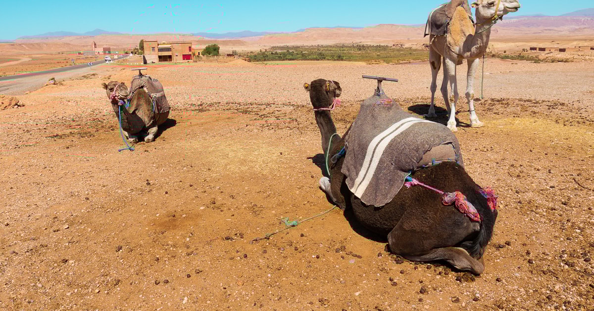 Din Marrakech: Excursie de o zi în Munții Atlas cu plimbare cu cămila ...