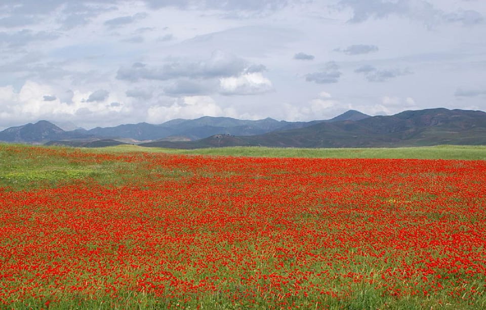 Tema de Escritorio de Windows - Campos de amapolas de Tashkent ...