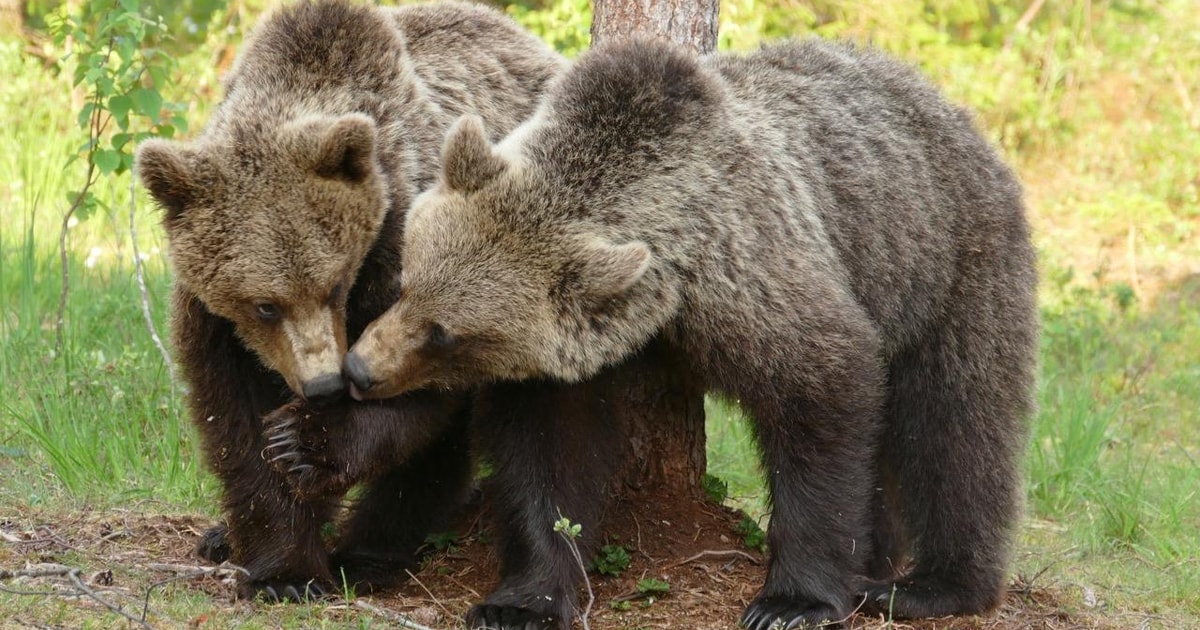Suomussalmi, Finland: Bear Watching and photography night | GetYourGuide
