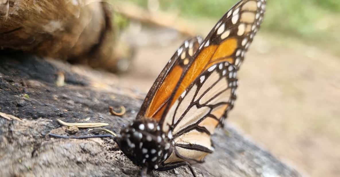 San Miguel de Allende: Monarch Butterflies Tour | GetYourGuide