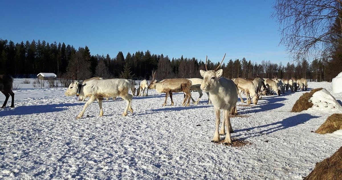 Kuusamo: Kleine wereld van rendieren safari | GetYourGuide
