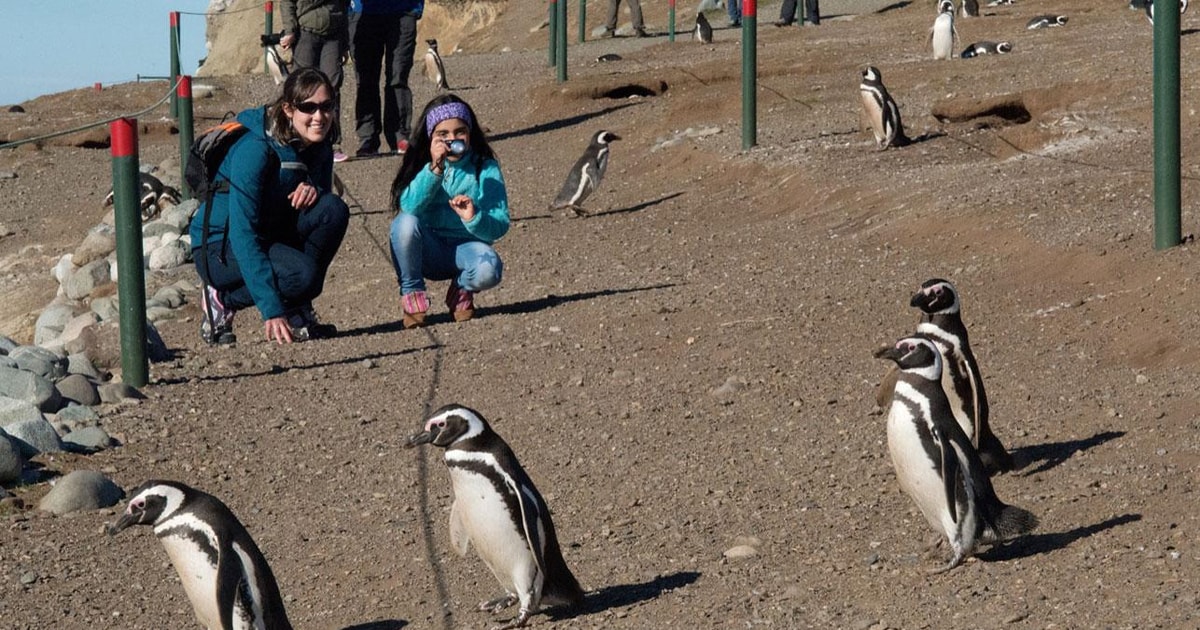 Penguin Expedition: Sail to Isla Marta and Isla Magdalena from Punta Arenas | GetYourGuide