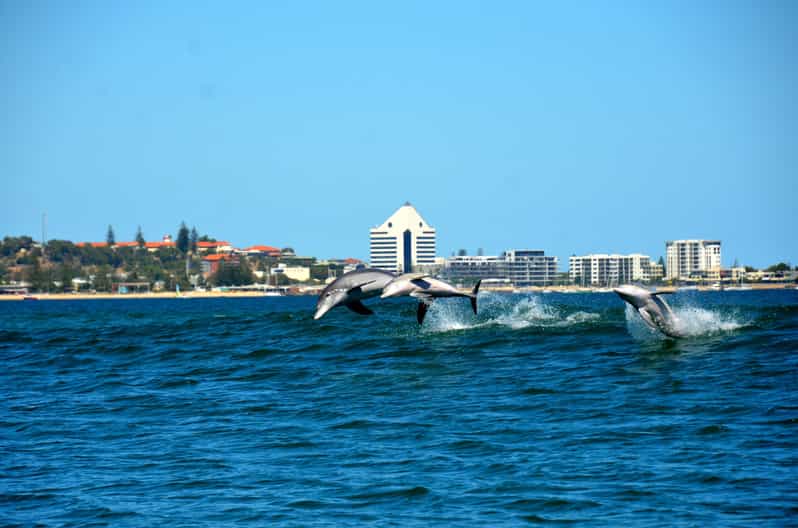 Koombana Bay: Dolphin Eco Cruise | GetYourGuide