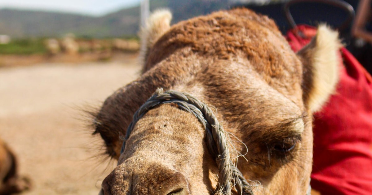 Hercules Grotten & Cap Spartel Panoramische Tour met kamelenrit ...