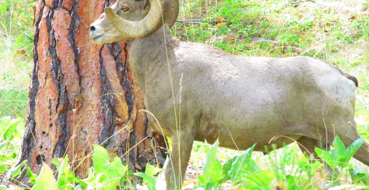 Wild Horse Island/Flathead Lake: Kayak Tour | GetYourGuide