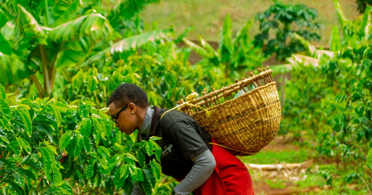 Karatu: Guided Farm Tour with Coffee Processing | GetYourGuide