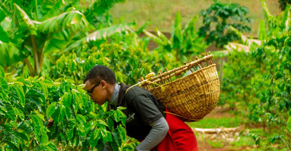 Karatu: Guided Farm Tour with Coffee Processing | GetYourGuide