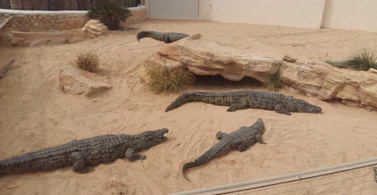Djerba: Djerba Explore and Crocodiles Park | GetYourGuide