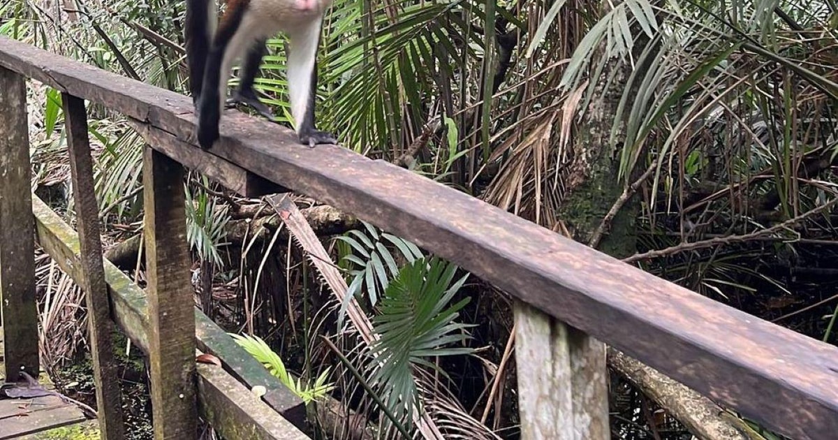 Lagos: Lekki Conservation Centre Tour | GetYourGuide