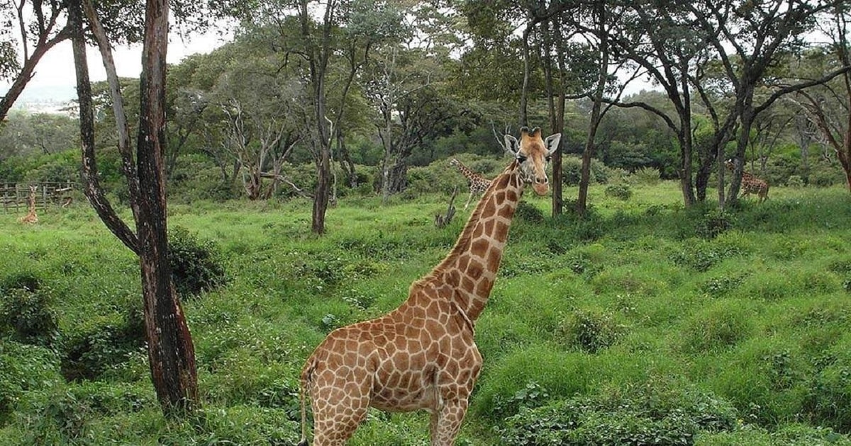 Nairobi: Giraffe Center and Nature Trail Tour | GetYourGuide