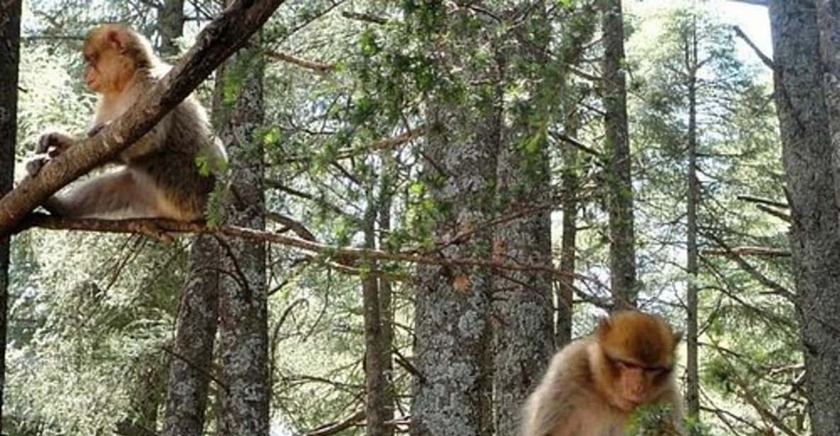 From Fez: Middle Atlas Ifran and Forest of Monkeys Day Trip | GetYourGuide
