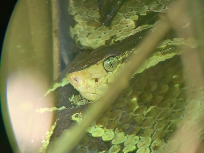 Monkey Mangrove Boat Tour | GetYourGuide