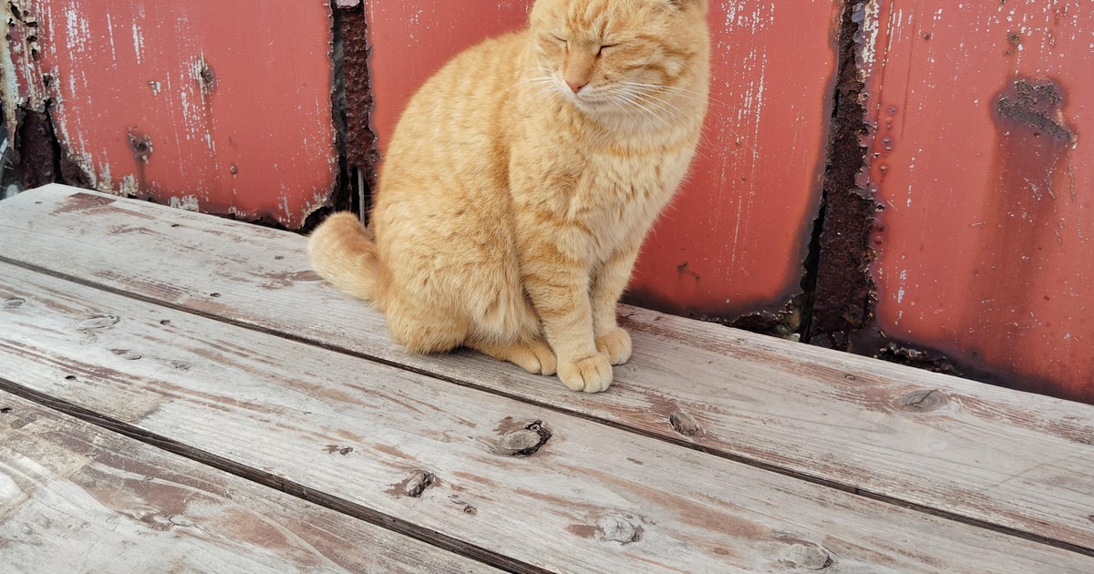 Fukuoka: Ainoshima Island Cat Tour with Ferry Ride | GetYourGuide