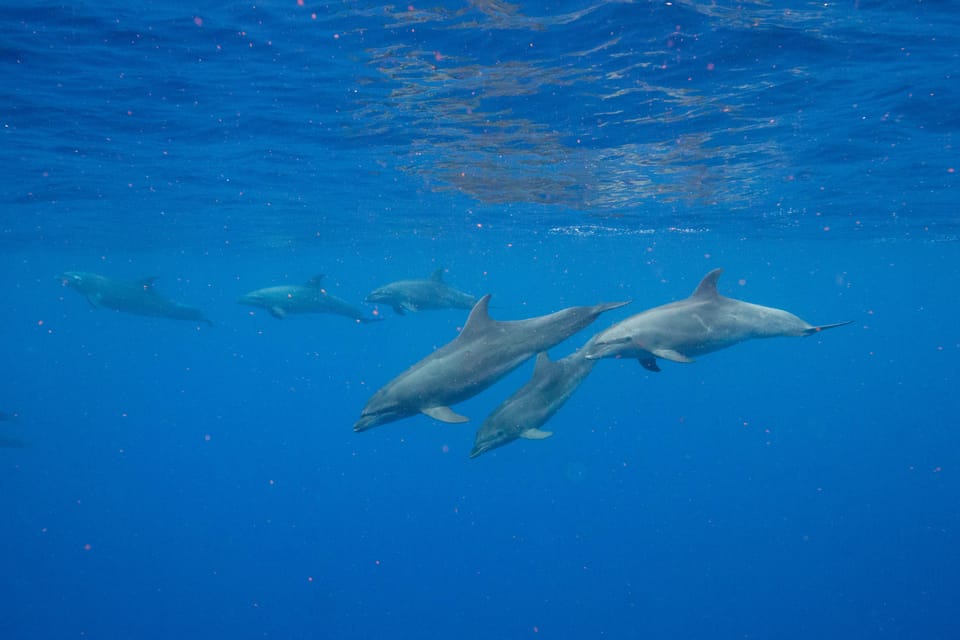 Waianae, Oahu: Swim with Dolphins (Semi-Private Boat Tour) | GetYourGuide