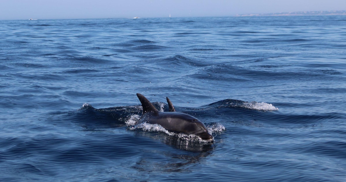 Faro: Dolphin Watching Boat Tour | GetYourGuide