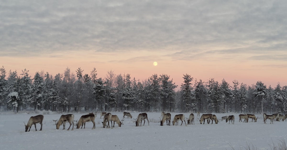 Rovaniemi: Reindeer farm visit & culture experience | GetYourGuide