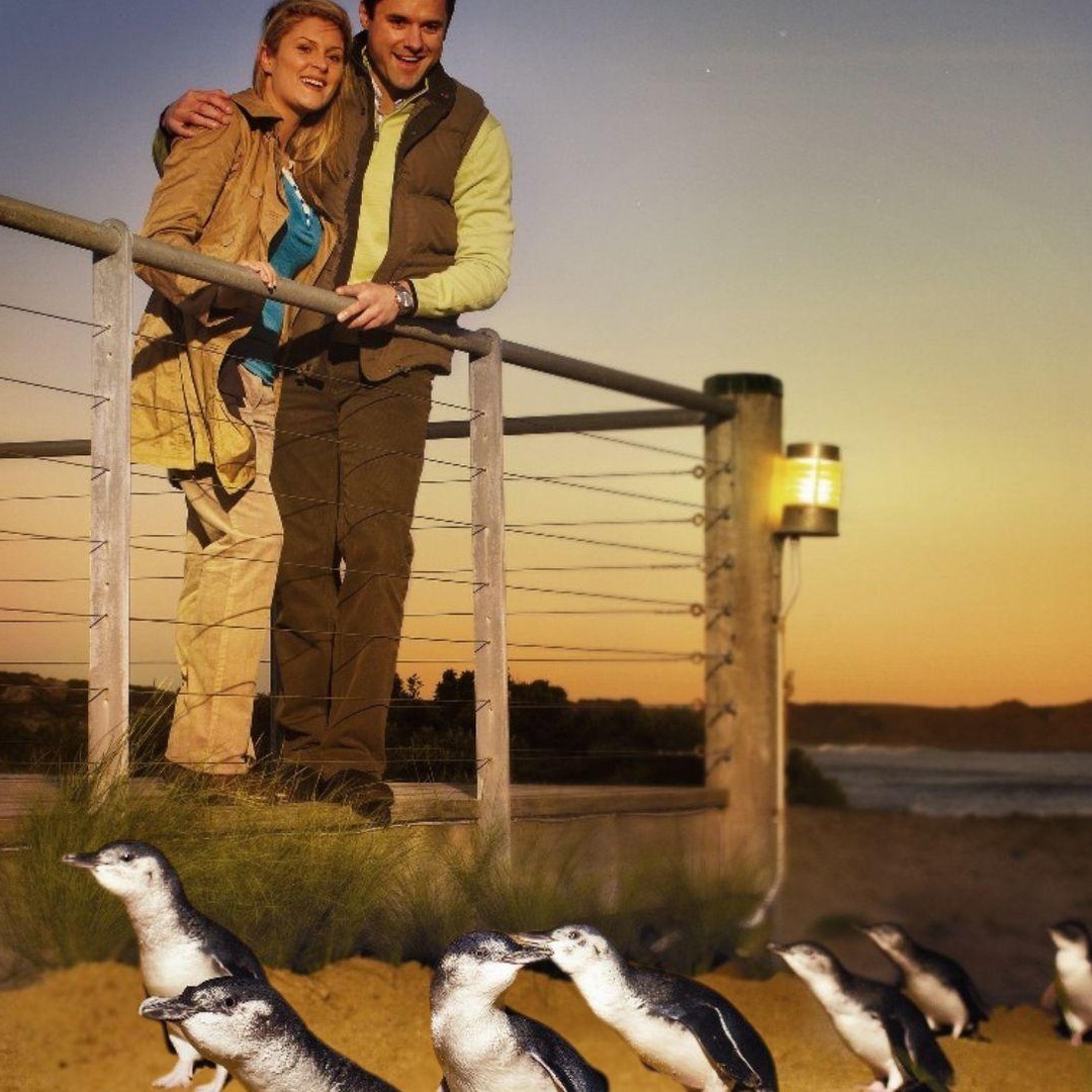 Phillip Island Penguin Parade Afternoon Tour from Melbourne | GetYourGuide