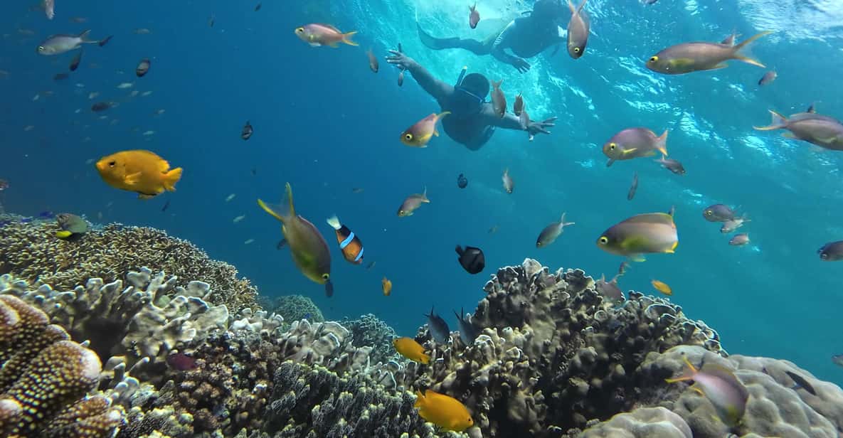 Moalboal:Dive Pescador Island, Sardine Run & Turtle Paradise | GetYourGuide
