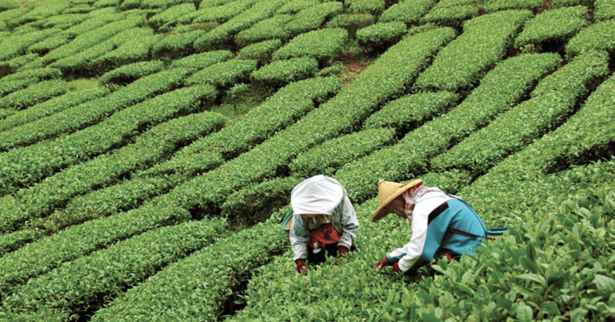 Yangshuo: Tea Plantation and Xianggong Hill Half-Day Tour | GetYourGuide