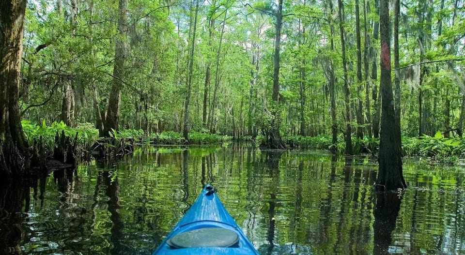 New Orleans: Manchac Magic Kayak Swamp Tour | GetYourGuide