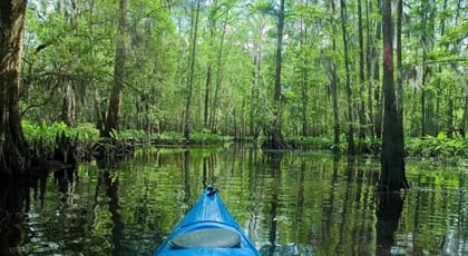 New Orleans: Manchac Magic Kayak Swamp Tour | GetYourGuide