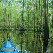 New Orleans: Manchac Magic Kayak Swamp Tour | GetYourGuide