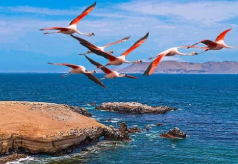 2-day tour to Ica and Paracas | GetYourGuide