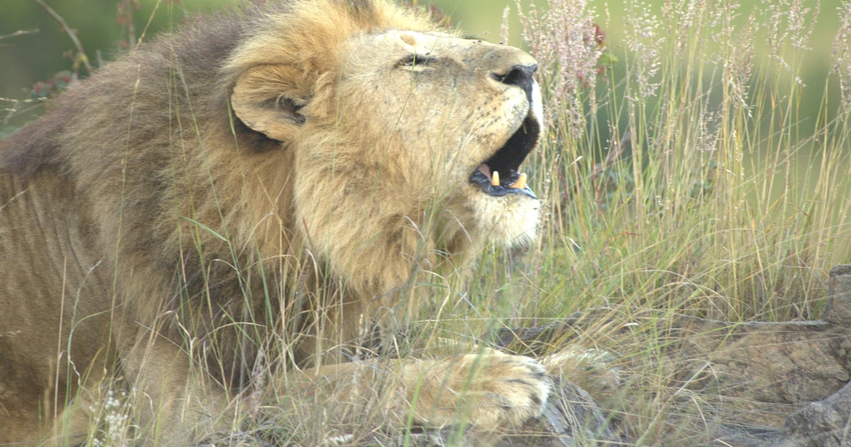 Samburu Reserve Safari: Untamed Wilderness of Northern Kenya | GetYourGuide