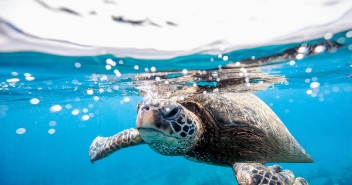 Colombo/Bentota/Kalutara: Galle Highlight Private Tour Tagesausflug ...