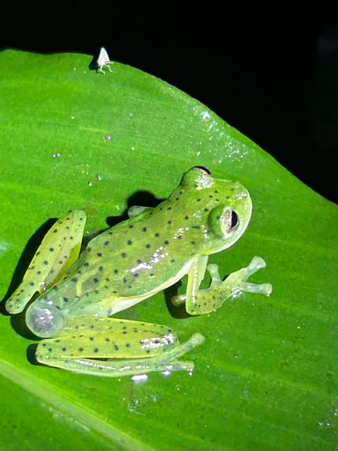 La Carpintera Night tour: San Jose Noctural Wildlife | GetYourGuide