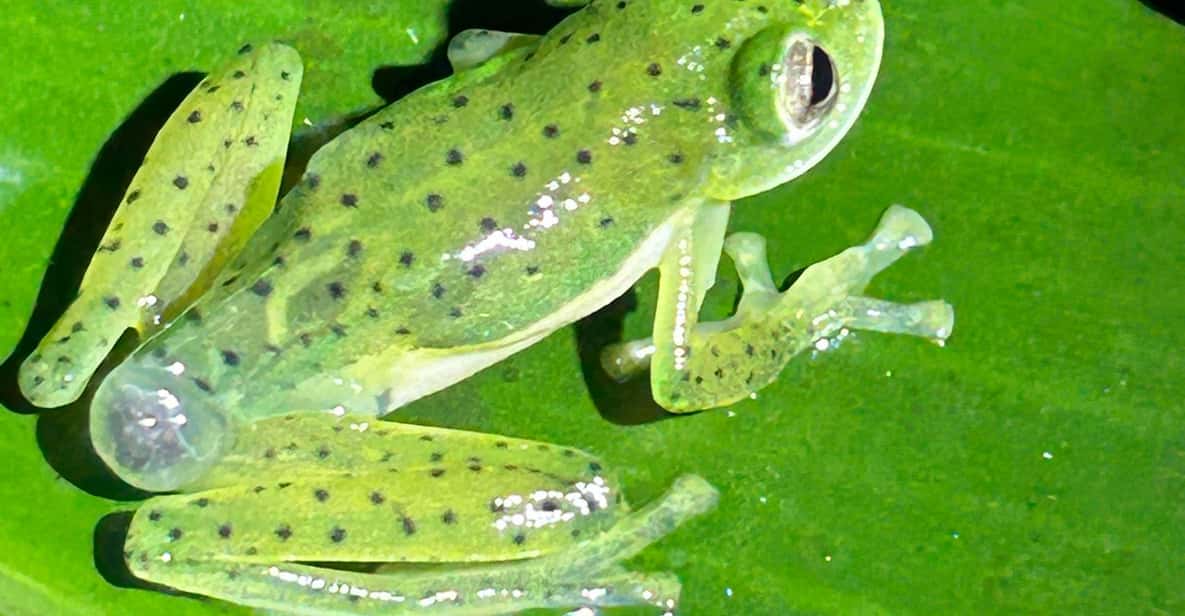 La Carpintera Night tour: San Jose Noctural Wildlife | GetYourGuide