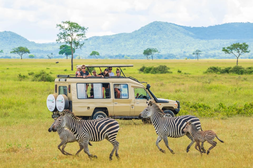Zanzibar to Mikumi: Your Ultimate Day Trip Safari Adventure | GetYourGuide