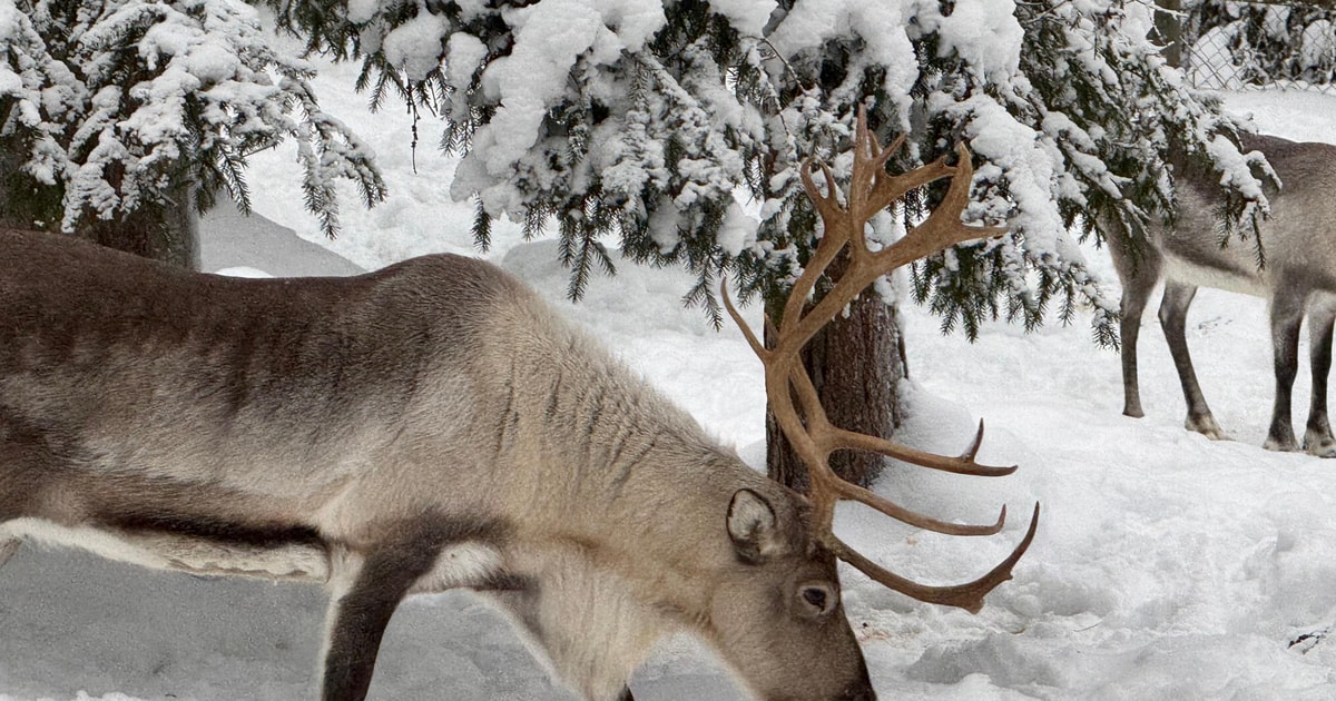 Rovaniemi: trip to the Ranua Zoo (transportation, tickets) | GetYourGuide