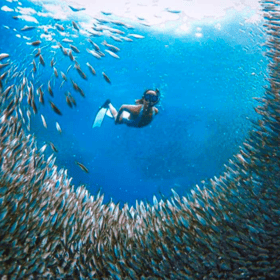 Cebu: Oslob Whale Shark, Sumilon, Ruins, Simala Church | GetYourGuide