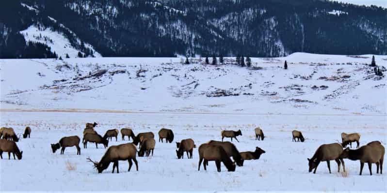 Jackson Hole: National Elk Refuge Sleigh Ride | GetYourGuide