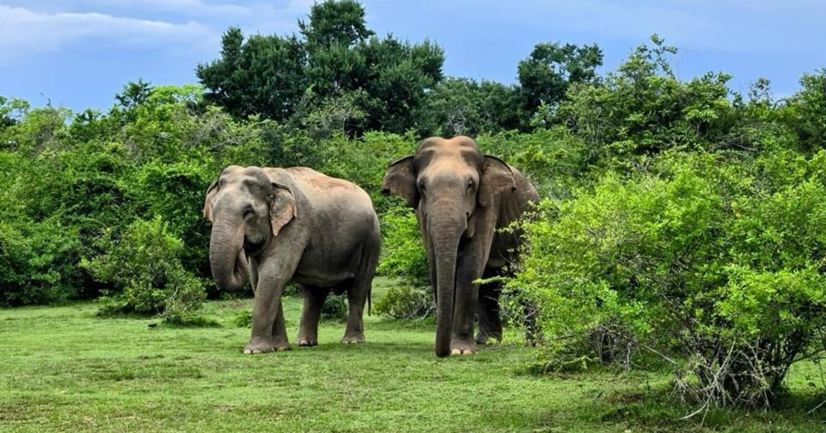 Habarana : Habarana Eco Park Elephant Safari Adventure | GetYourGuide