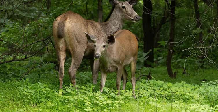 Gujarat: Devalia Park ( Devaliya ) Guided Jeep Safari | GetYourGuide