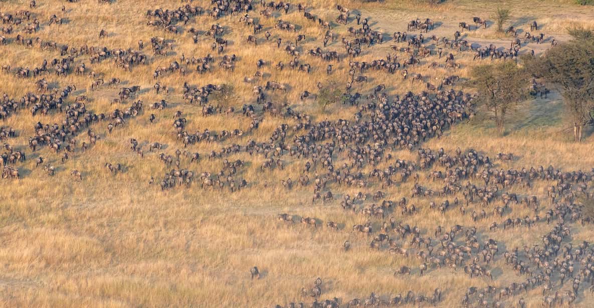 4-Day Migration Calving Season Safari (December - March) | GetYourGuide